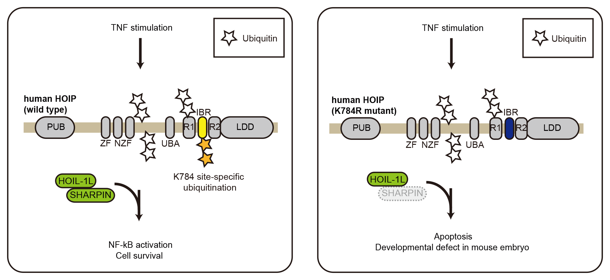 Our study on HOIP ubiquitination is out in the EMBO Journal! – Ikeda ...